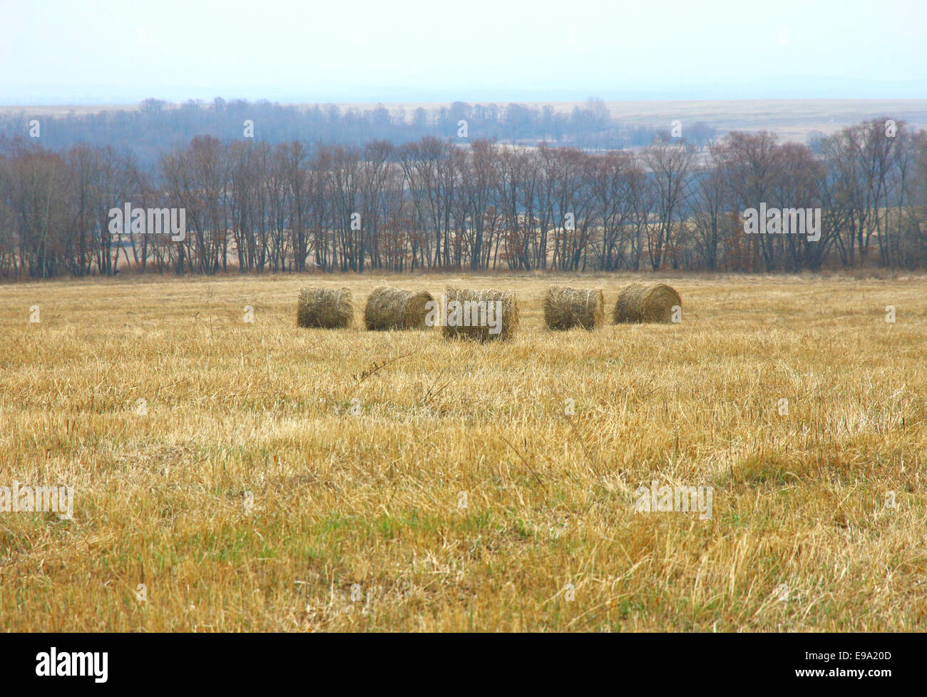 Rolls of fresh hay Stock Photo - Alamy