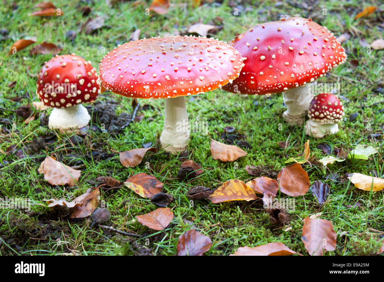 Red toadstool white spots in hi-res stock photography and images - Alamy