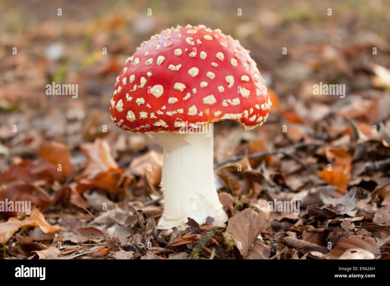 Red toadstool white spots in hi-res stock photography and images - Alamy