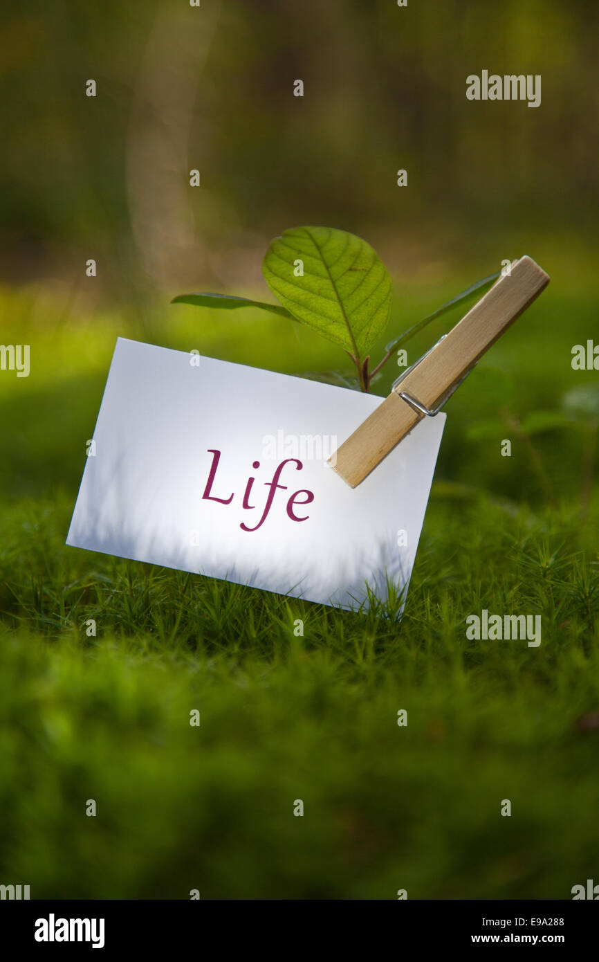 The word Life on paper with a seedling Stock Photo - Alamy