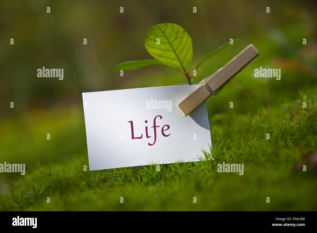 The word Life on paper with a seedling Stock Photo - Alamy