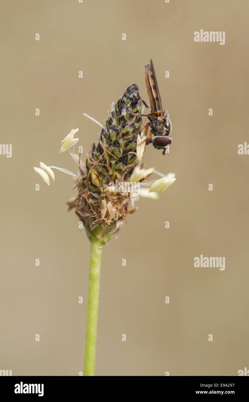 Hoverfly (Syrphus ribesii), female, Germany Stock Photo - Alamy
