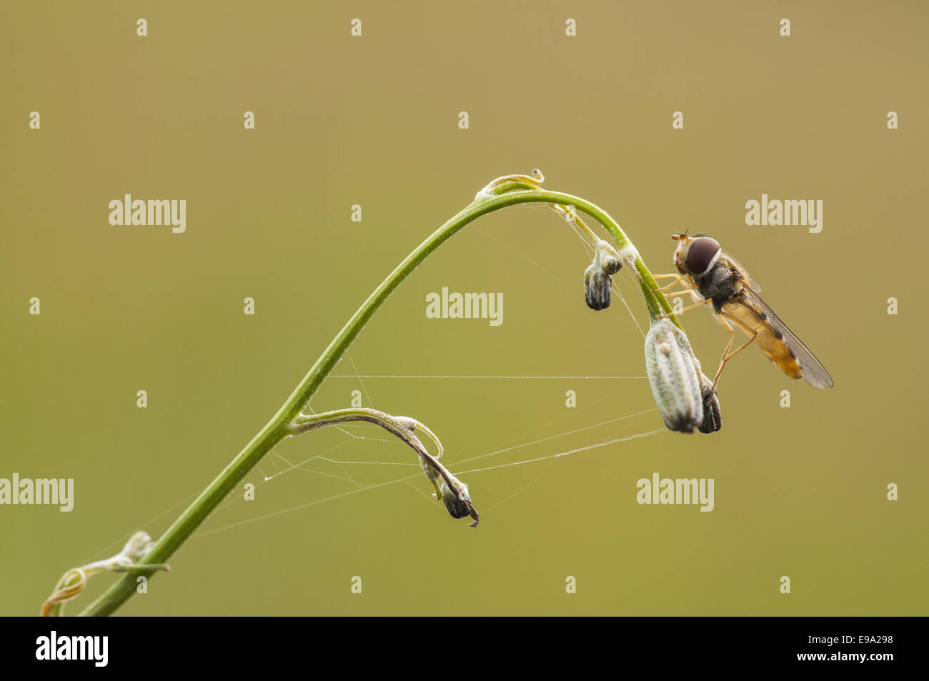 Hoverfly (Syrphus ribesii), female, Germany Stock Photo - Alamy