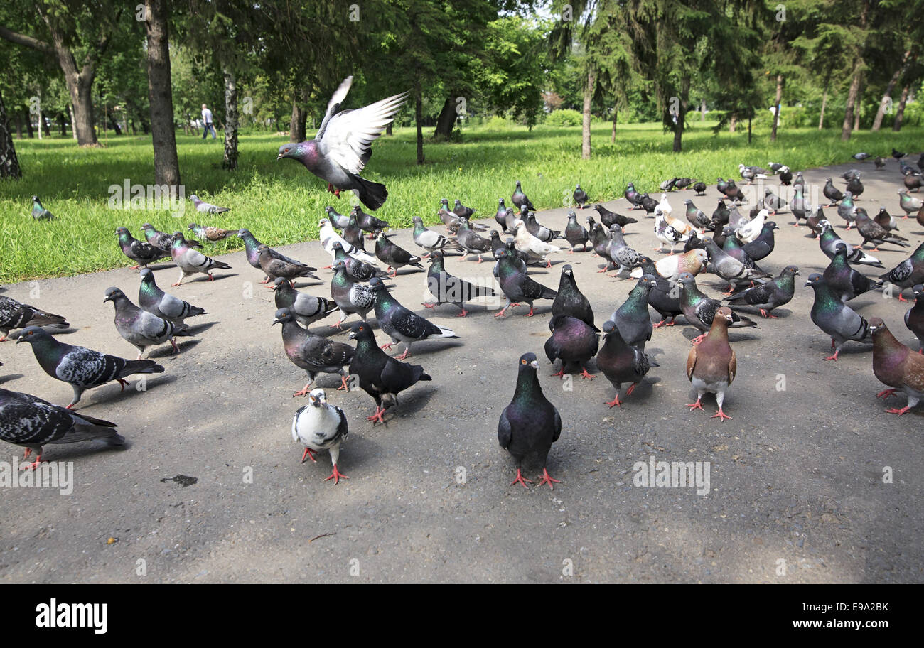 flock of pigeons Stock Photo - Alamy