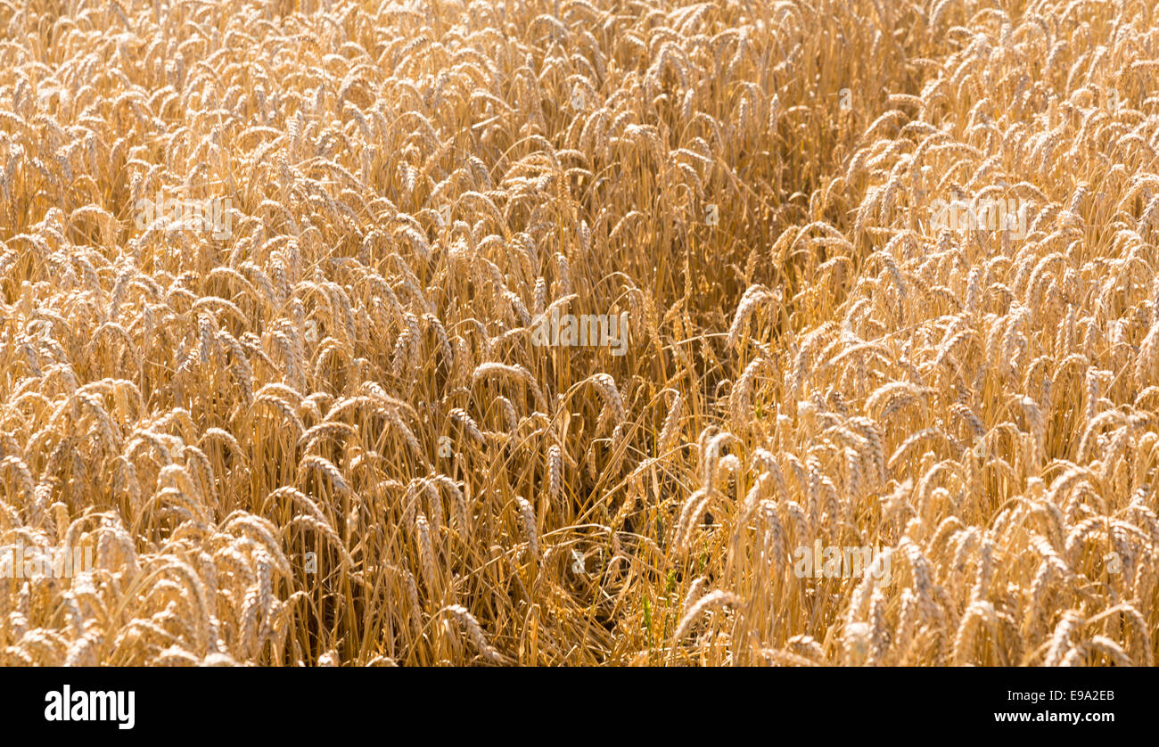 Scenic corn fields hi-res stock photography and images - Alamy