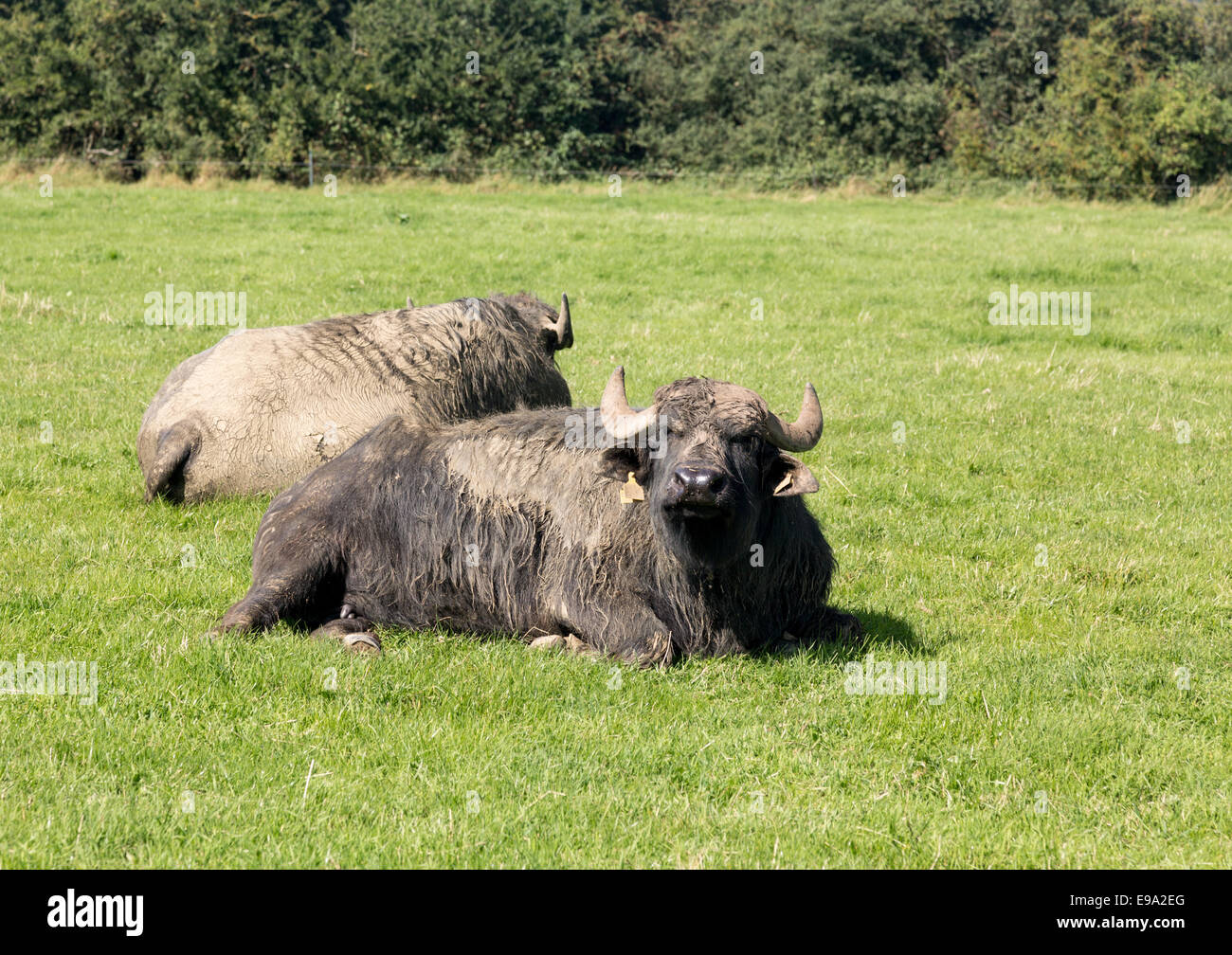 Two buffalo in english farm meadow Stock Photo - Alamy
