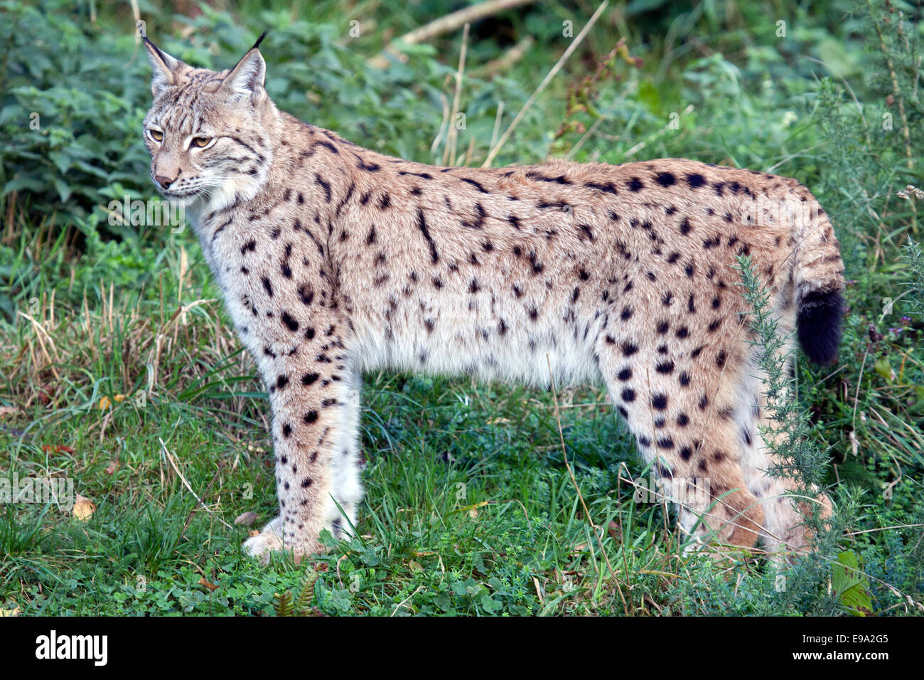 A single European Lynx standing in a clearing Stock Photo - Alamy
