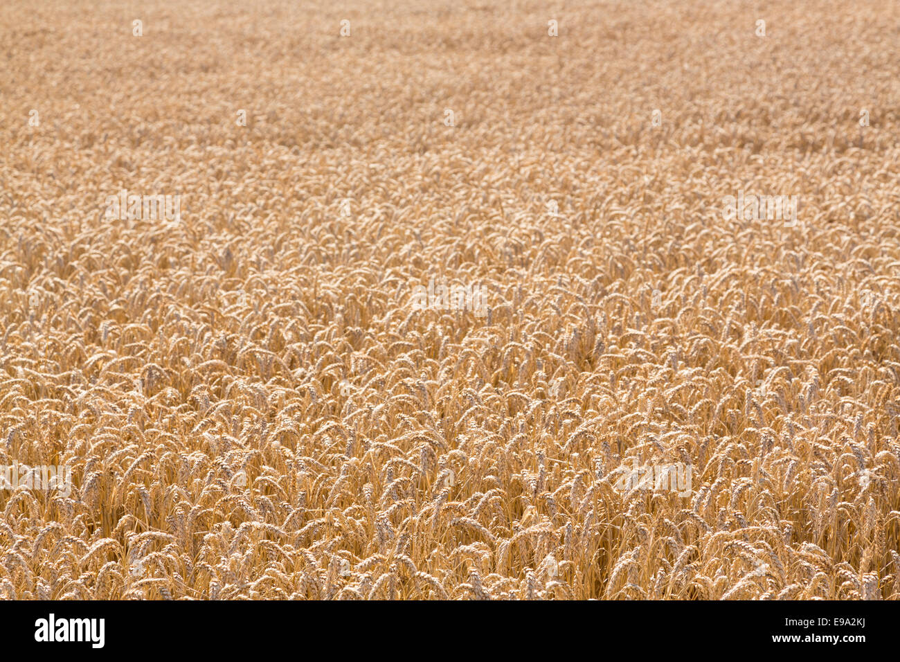 Ears of corn in fields of England Stock Photo - Alamy