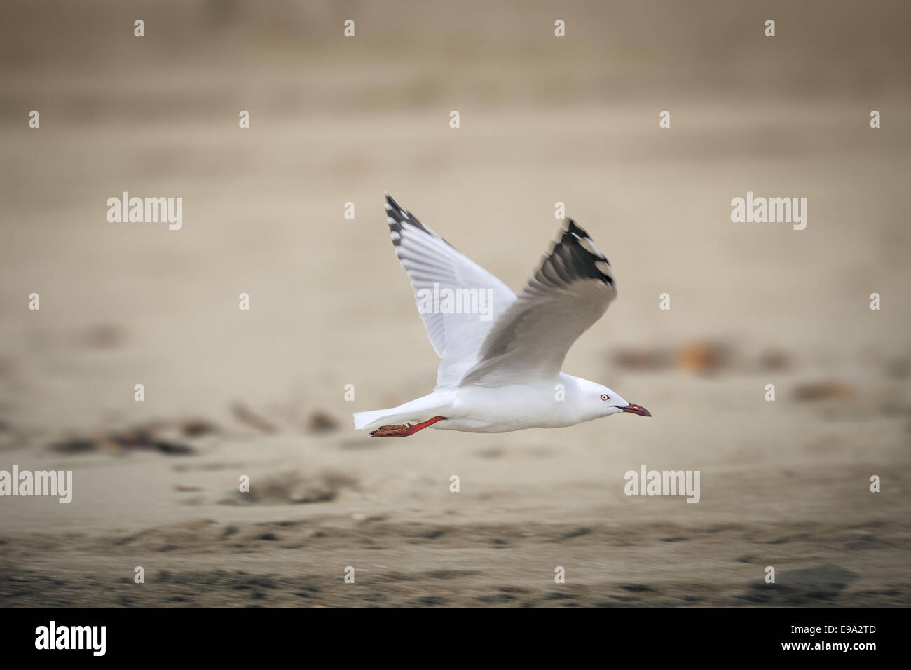 American sea gull hi-res stock photography and images - Alamy