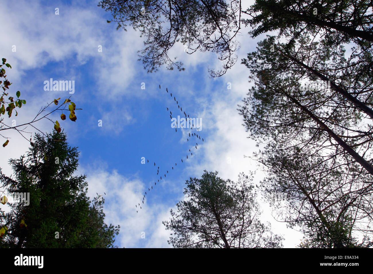 Cranes in flight hi-res stock photography and images - Alamy