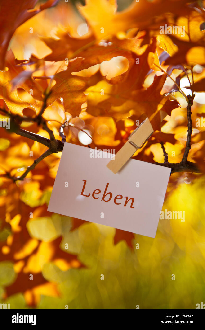 The word Leben“ attached to a tree Stock Photo - Alamy
