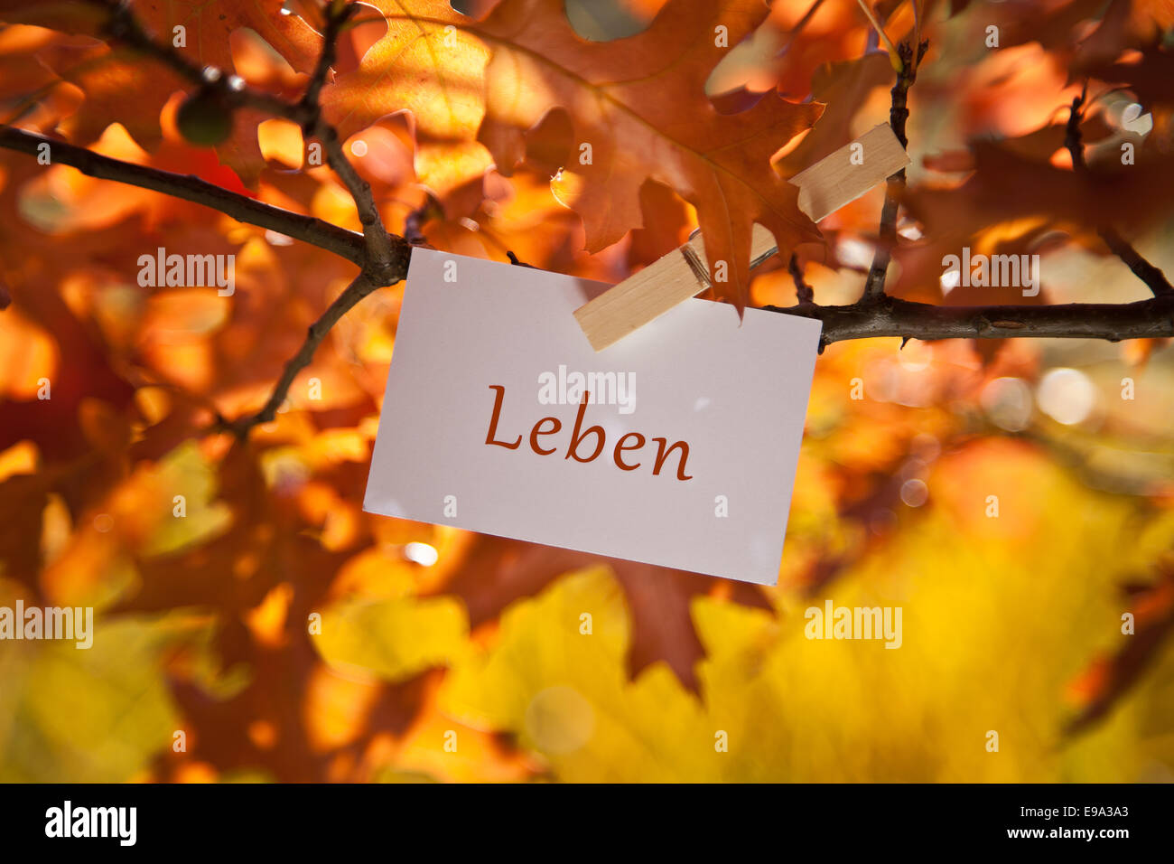 The word Leben“ attached to a tree Stock Photo - Alamy