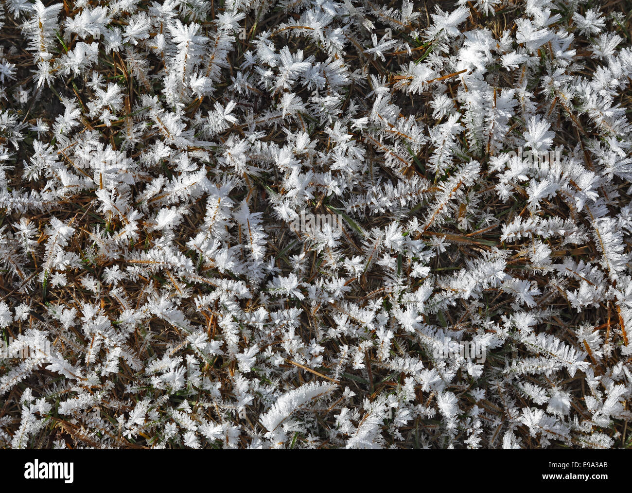 Crystal frost on the grass Stock Photo - Alamy