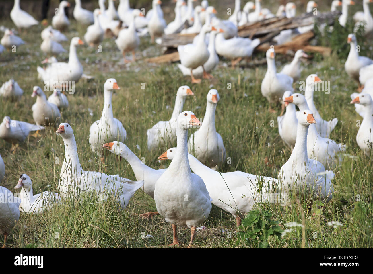 Herd geese hi-res stock photography and images - Alamy