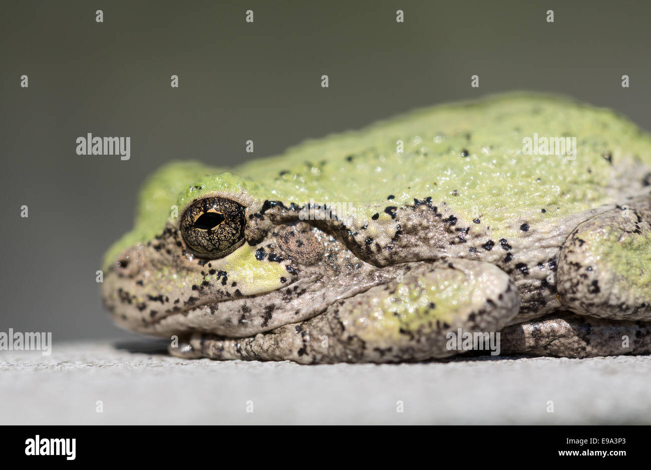 Narrow one eye hi-res stock photography and images - Alamy