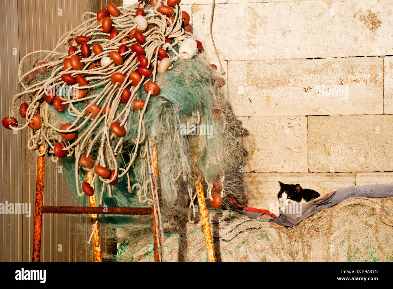 Cat fishing hi-res stock photography and images - Alamy