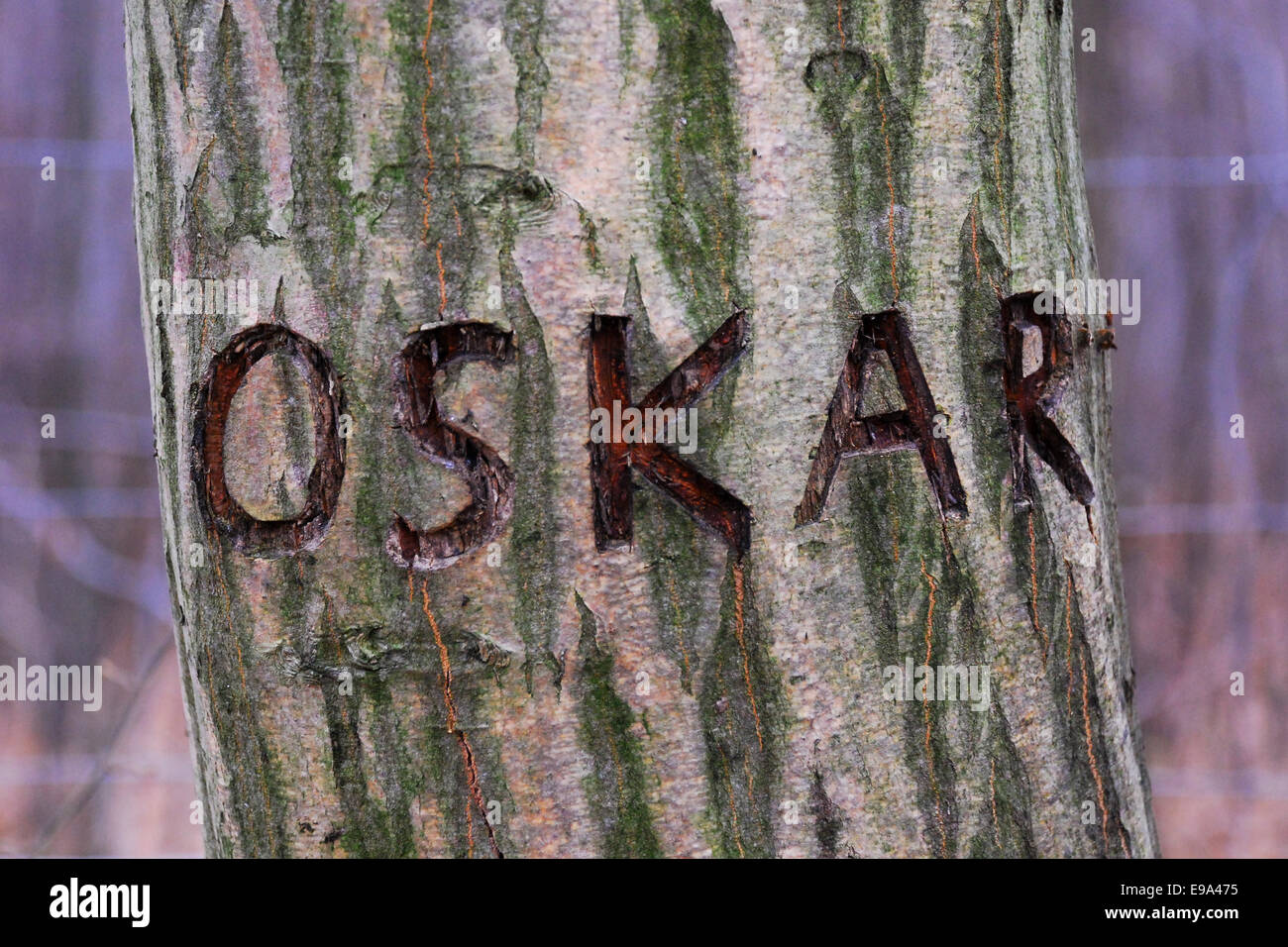 Letters on a tree Stock Photo - Alamy