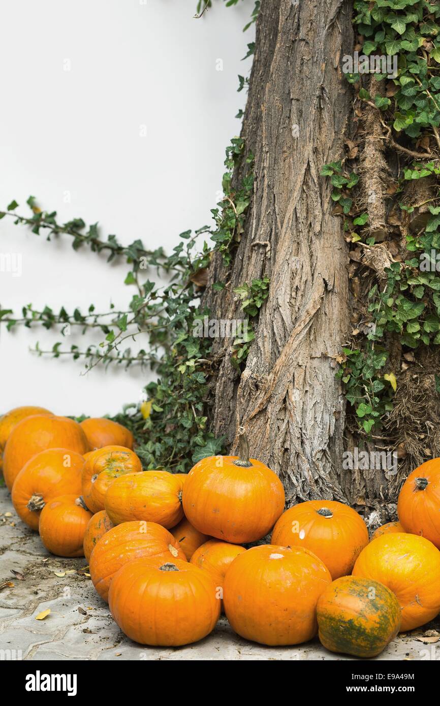 few pumpkins around a tree with white walls Stock Photo - Alamy