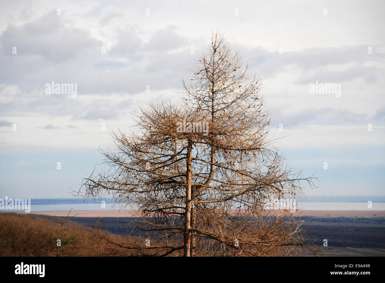 Bald tree hi-res stock photography and images - Alamy