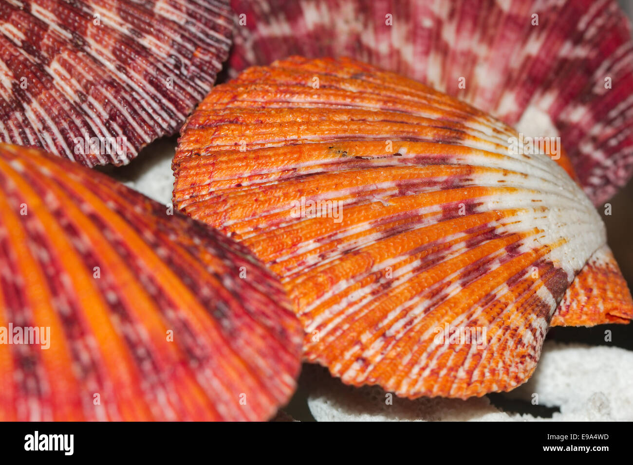 Living scallop hi-res stock photography and images - Alamy