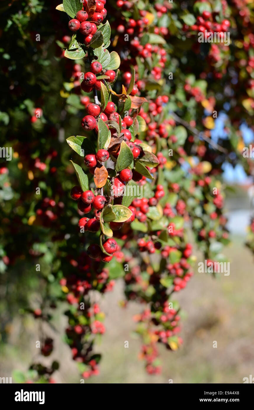Crataegus hawthorn quickthorn red hi-res stock photography and images - Alamy