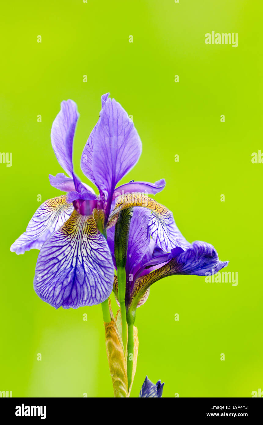 japanese iris or Siberian iris Stock Photo - Alamy japanese iris or Siberian iris Stock Photo - Alamy