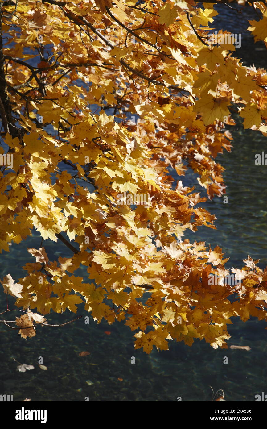 Maple tree with autumn colours Stock Photo - Alamy