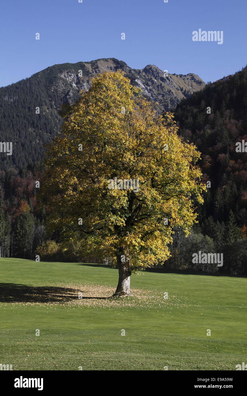 Sigle tree hi-res stock photography and images - Alamy
