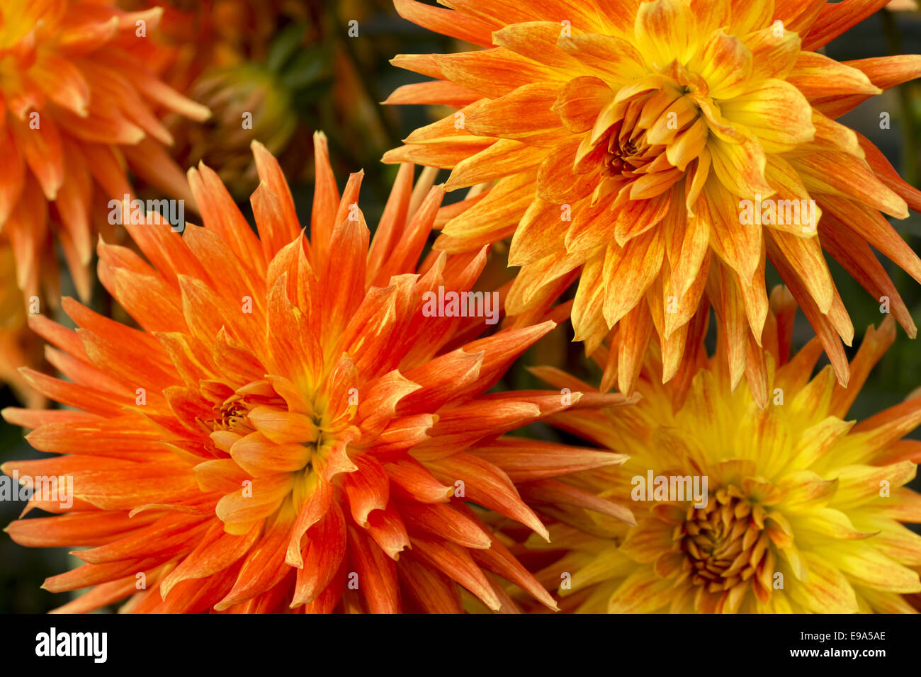 Yellow-red dahlia species Stock Photo - Alamy