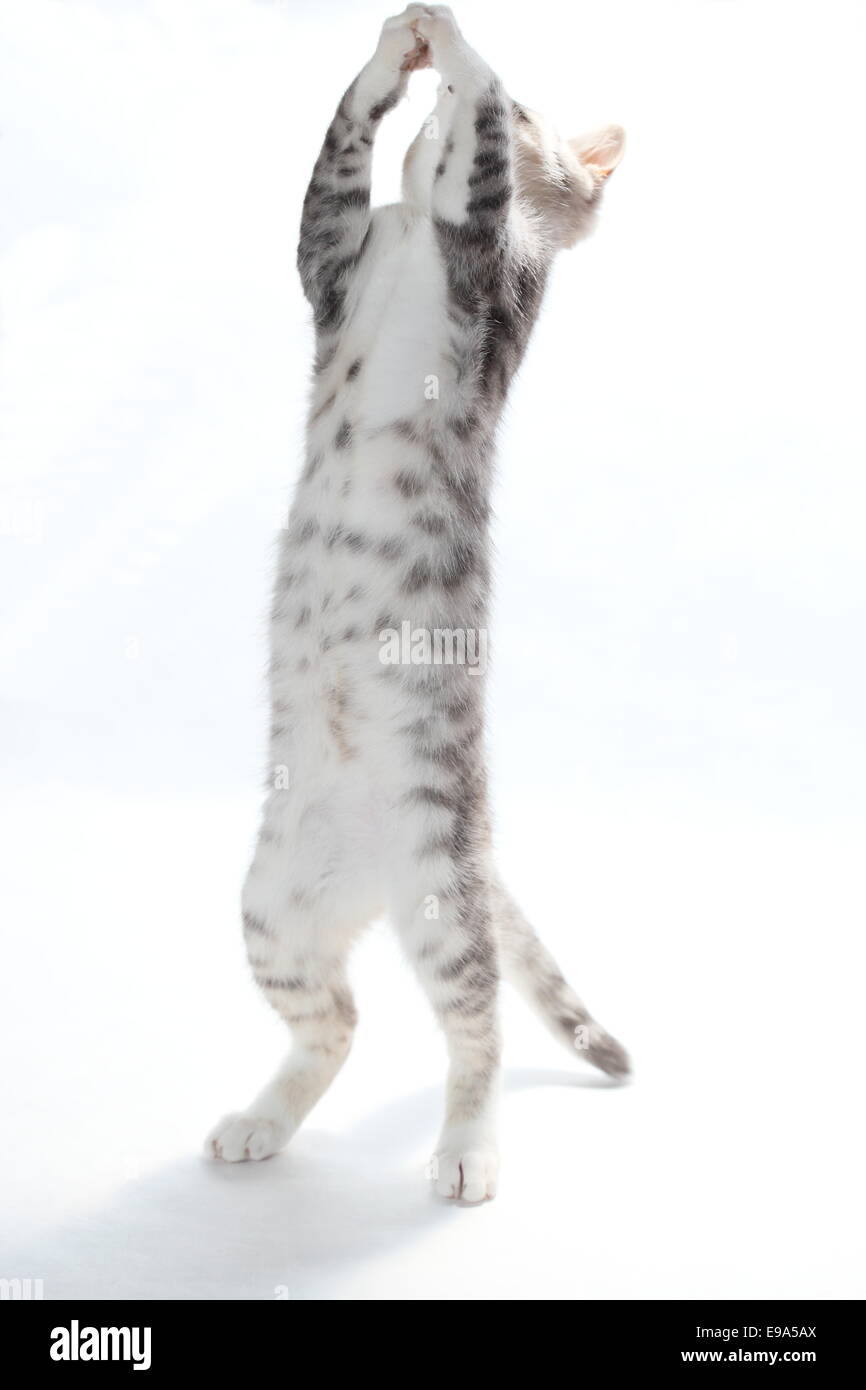 cat is catching Stock Photo - Alamy