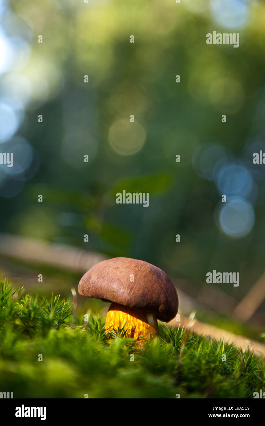 Bay boletus (Boletus badius) in the forest Stock Photo - Alamy