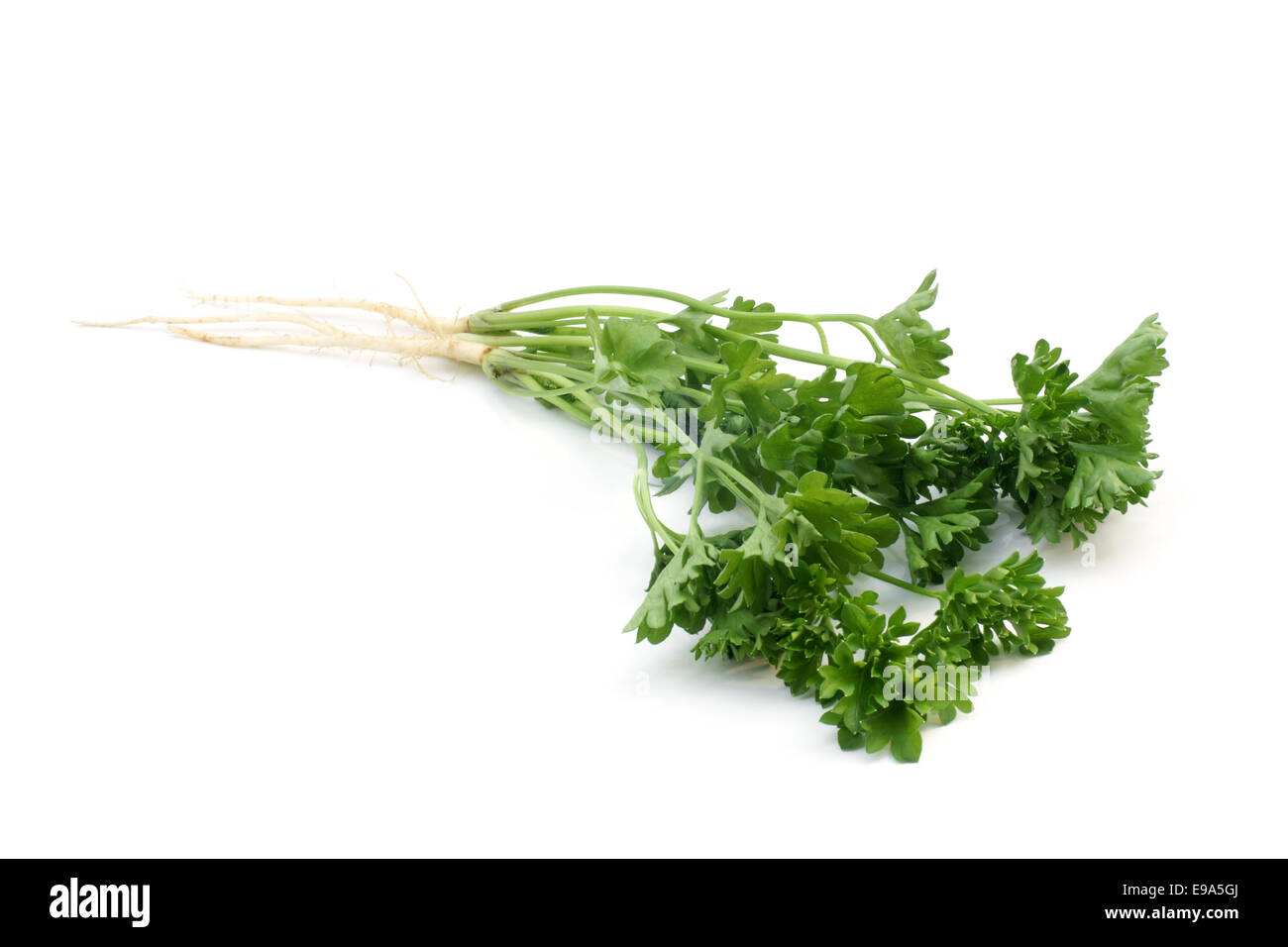 Parsley spice isolate hi-res stock photography and images - Alamy