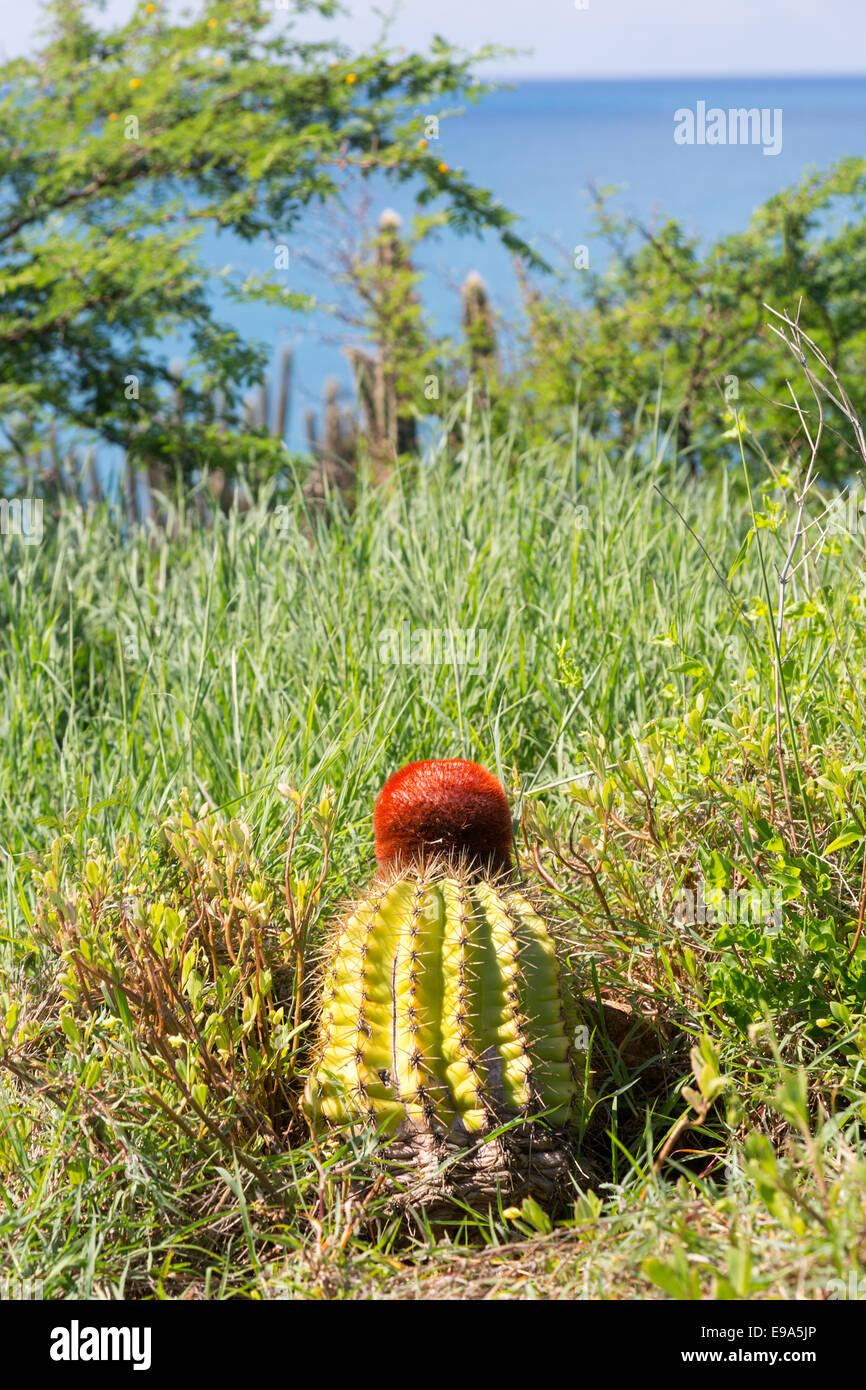 Turks head cactus hi-res stock photography and images - Alamy
