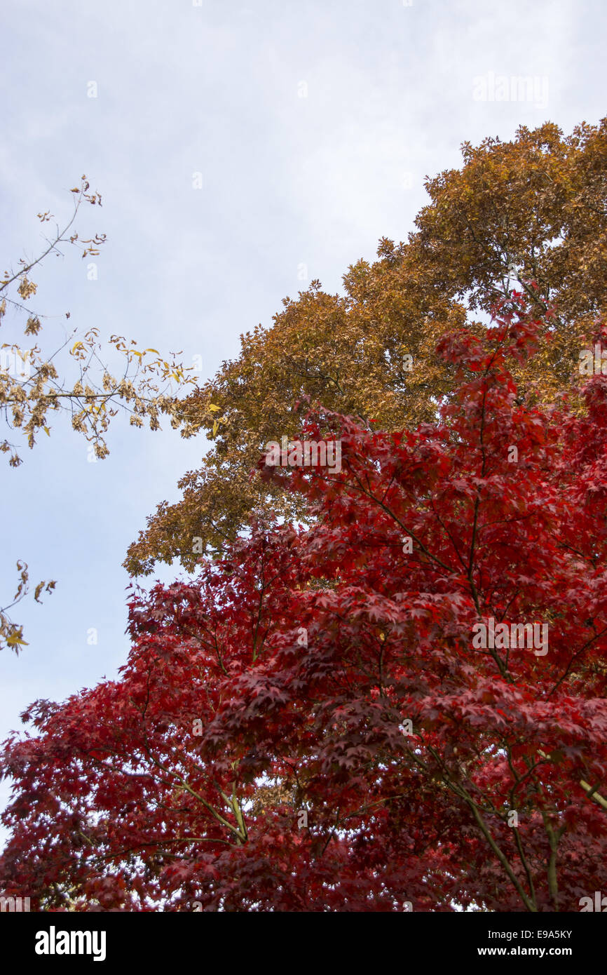 Autumnally maple tree Stock Photo - Alamy