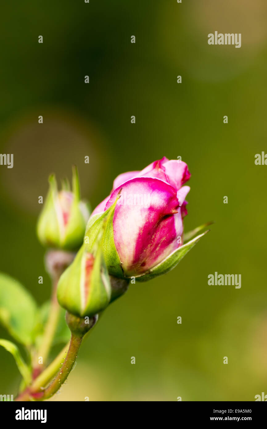 Rosebub hi-res stock photography and images - Alamy