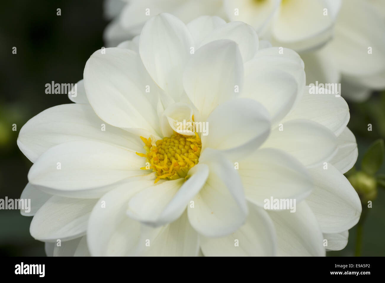 White dahlia species Stock Photo - Alamy