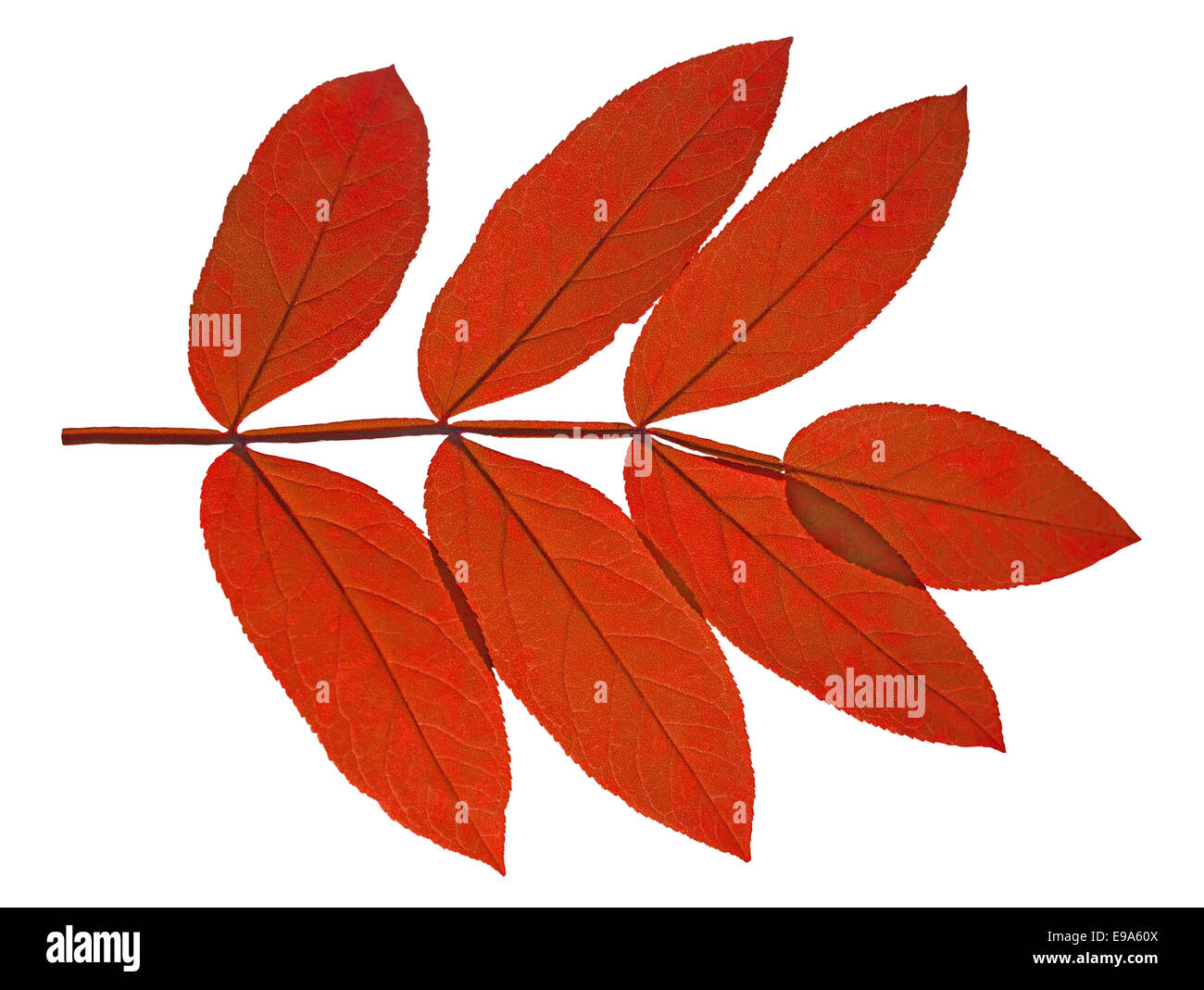 Golden ash branch Cut Out Stock Images & Pictures - Alamy