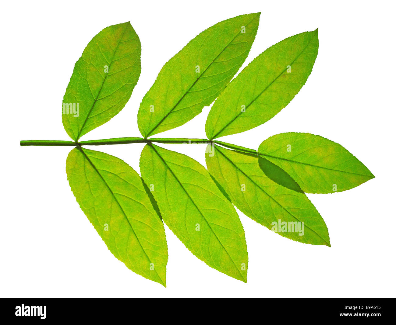 White ash leaf hi-res stock photography and images - Alamy