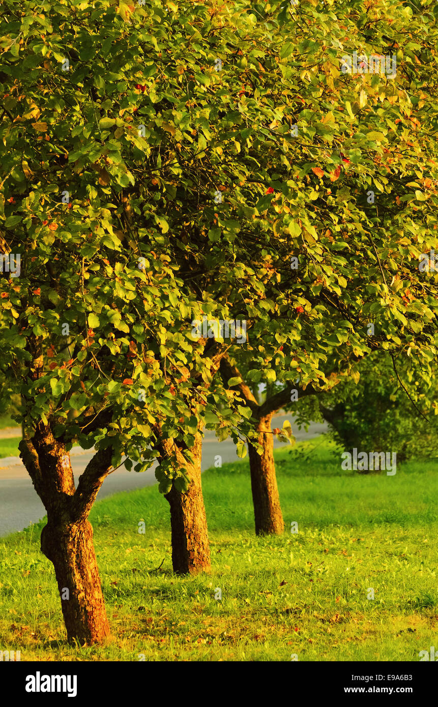 Ecosystem deciduous trees ecology nature hi-res stock photography and ...