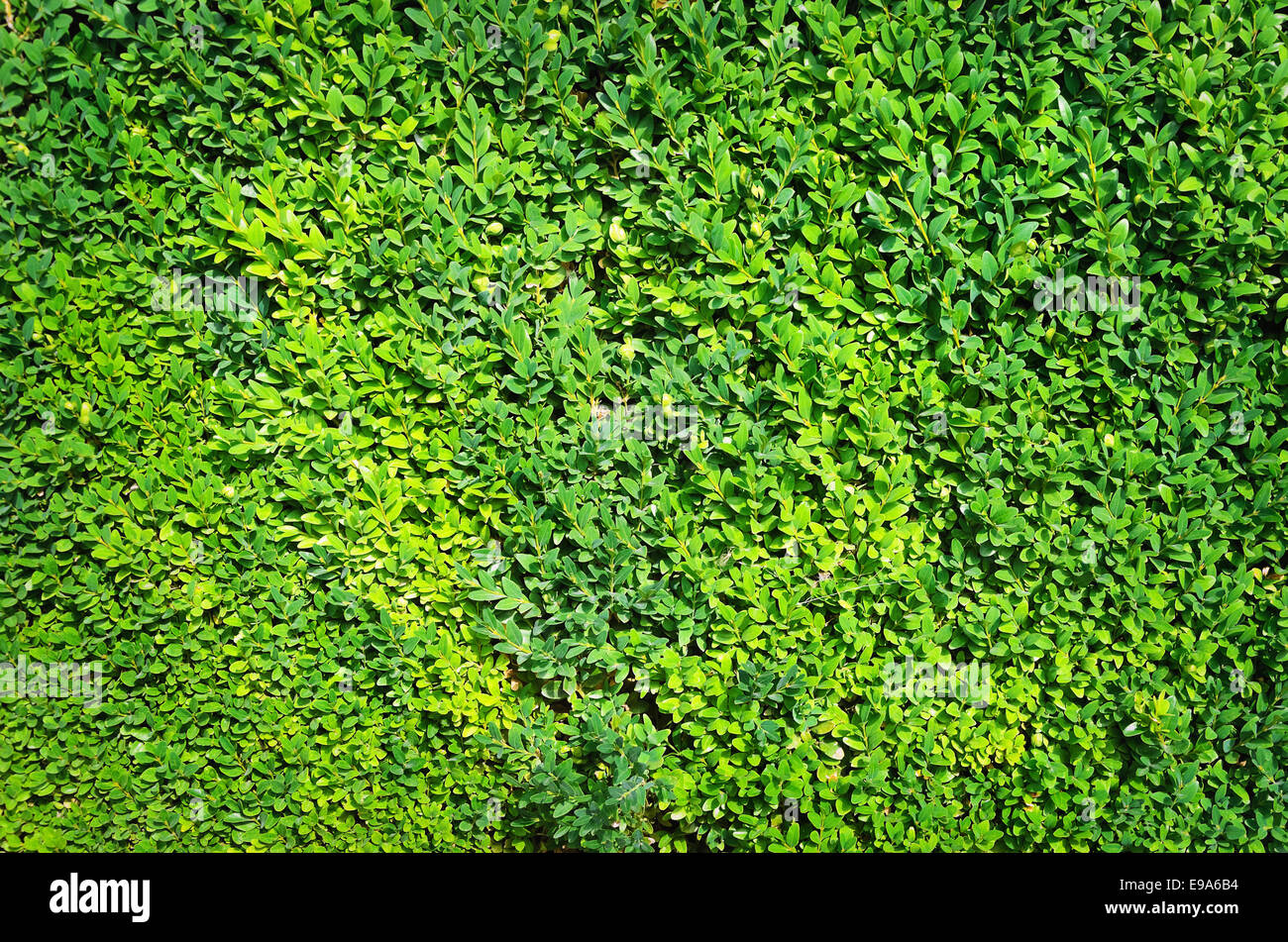 Shrubbery background abstract hi-res stock photography and images - Alamy