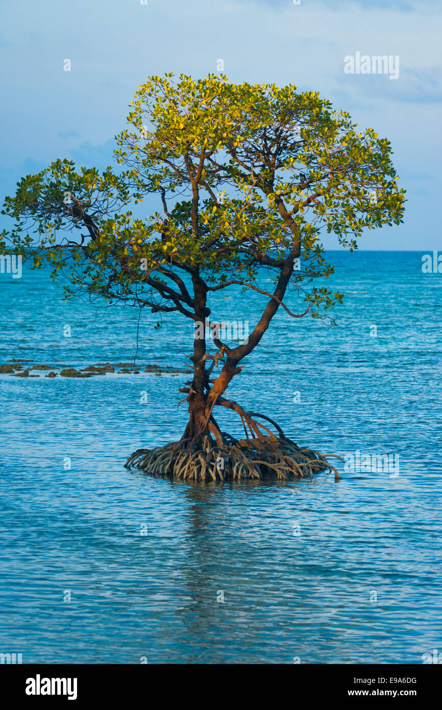 Mangrove tree roots hi-res stock photography and images - Alamy
