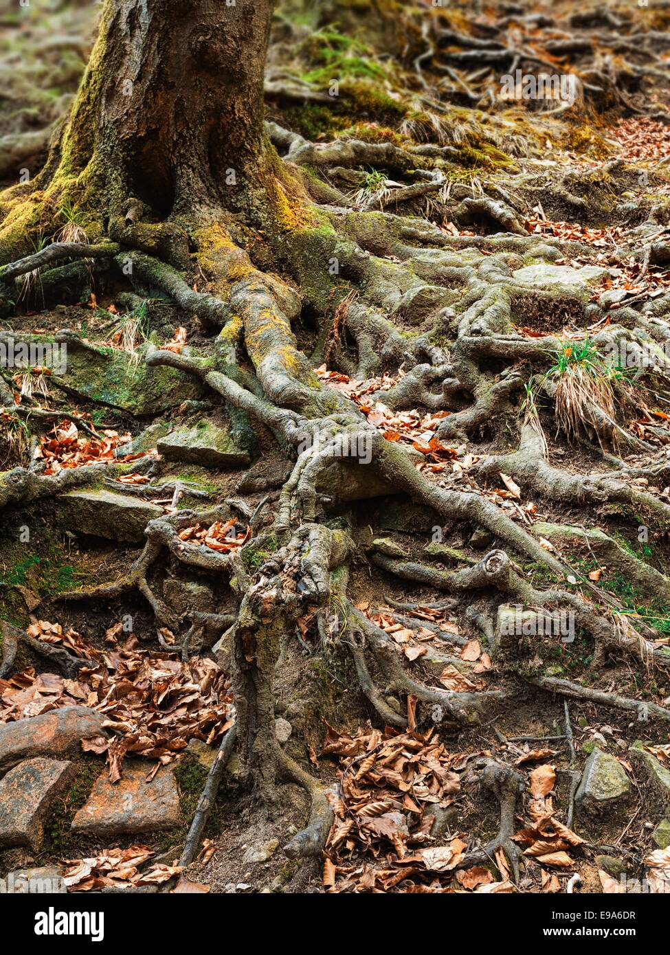 Mass root system of a tree Stock Photo - Alamy