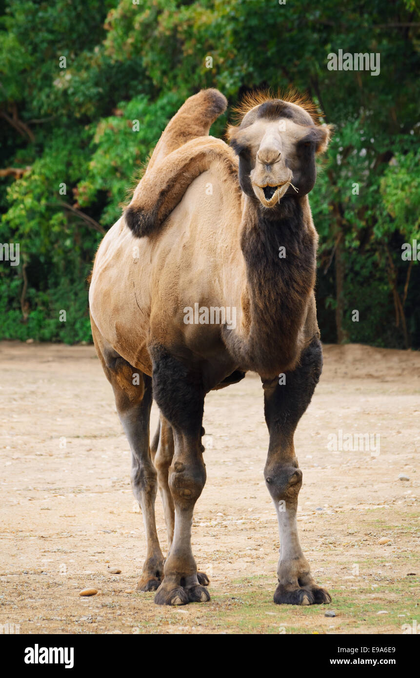 Two hump camel zoo hi-res stock photography and images - Alamy