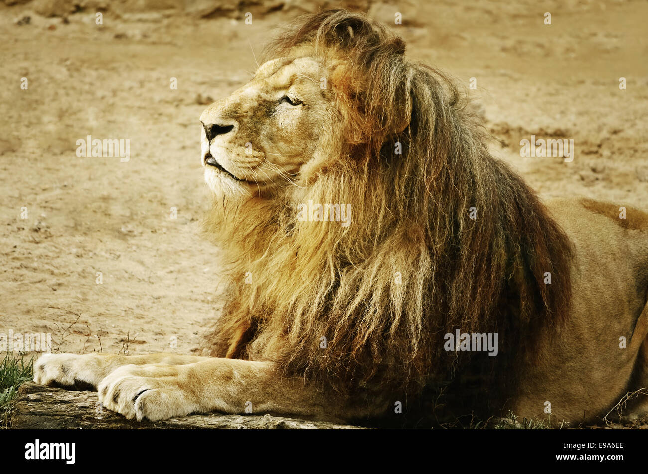 Lion snout hi-res stock photography and images - Alamy