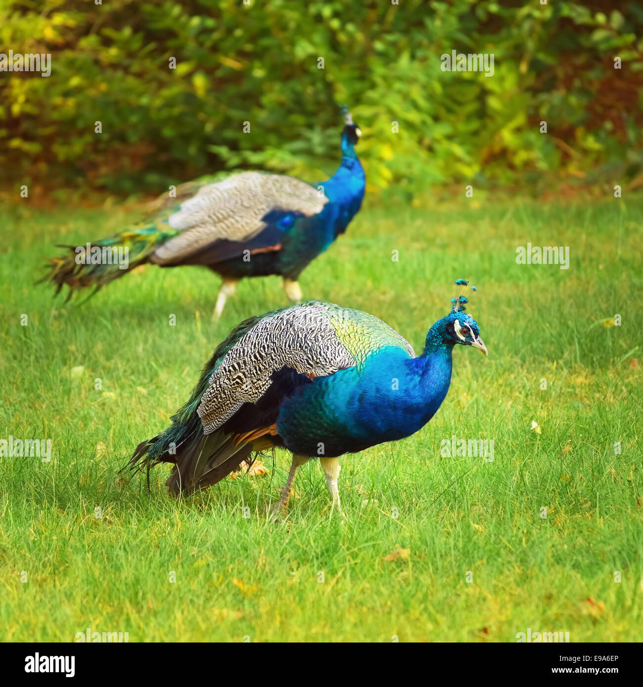 Bird Of Juno Stock Photo - Alamy