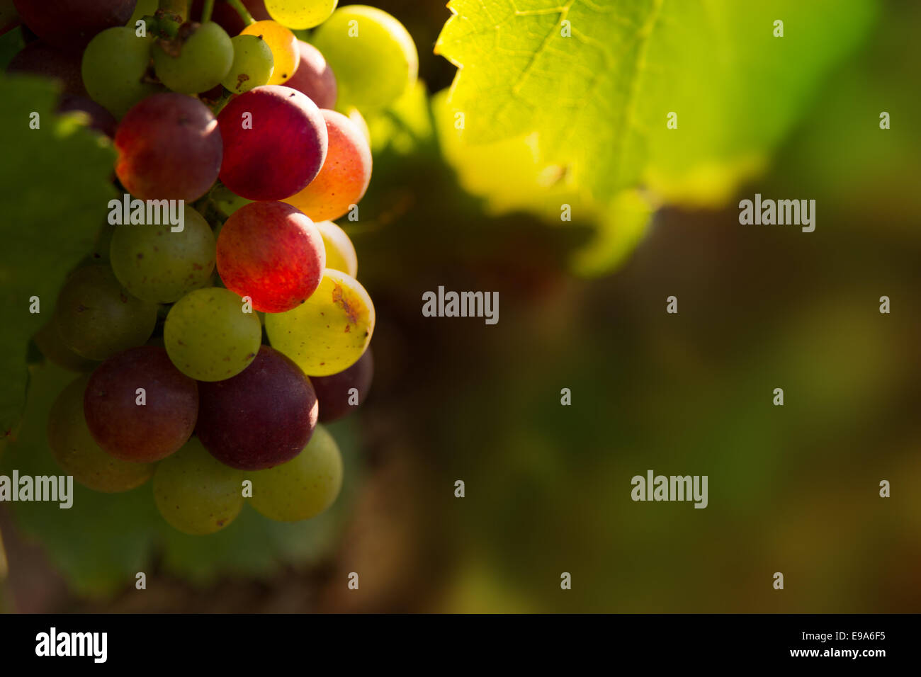 Red grapes france hi-res stock photography and images - Alamy