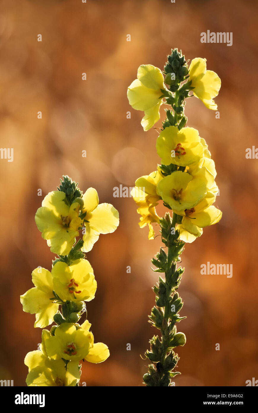 Common mullen hi-res stock photography and images - Alamy