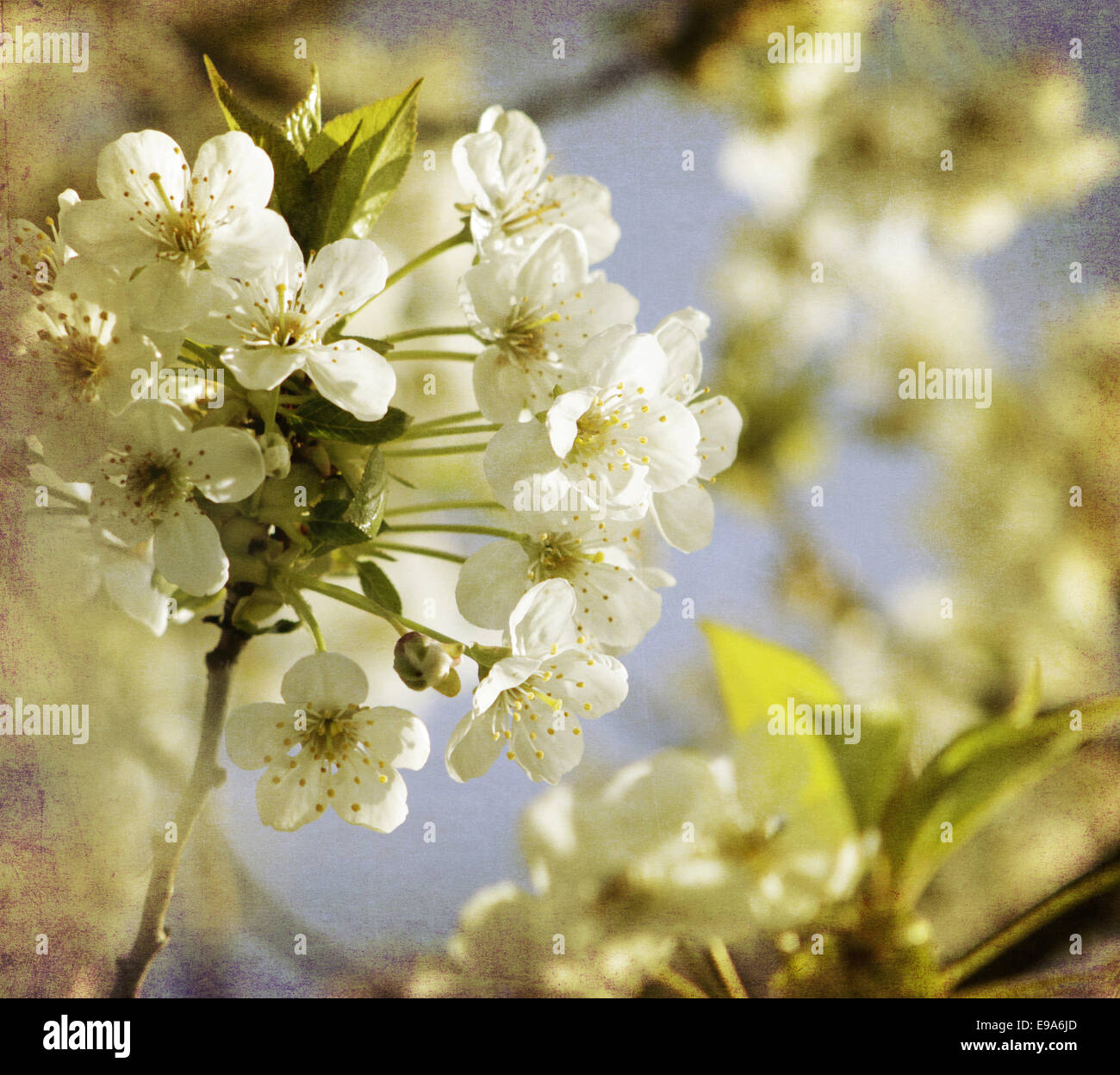 retro spring background Stock Photo - Alamy