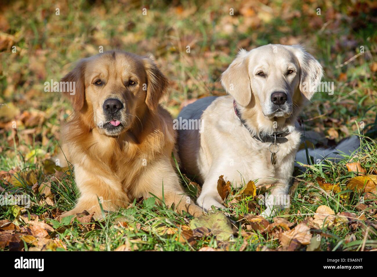 Two dogs portrait hi-res stock photography and images - Alamy