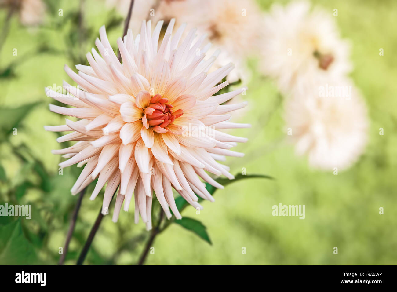 Dahlia crop hi-res stock photography and images - Alamy